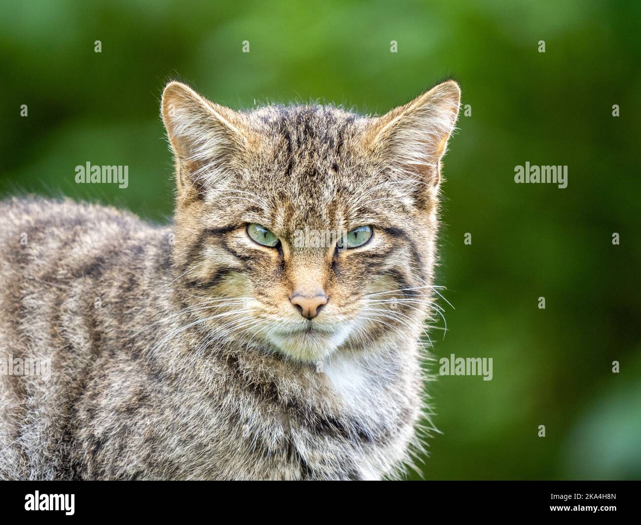 Female Scottish Wildcat Stock Photo - Alamy