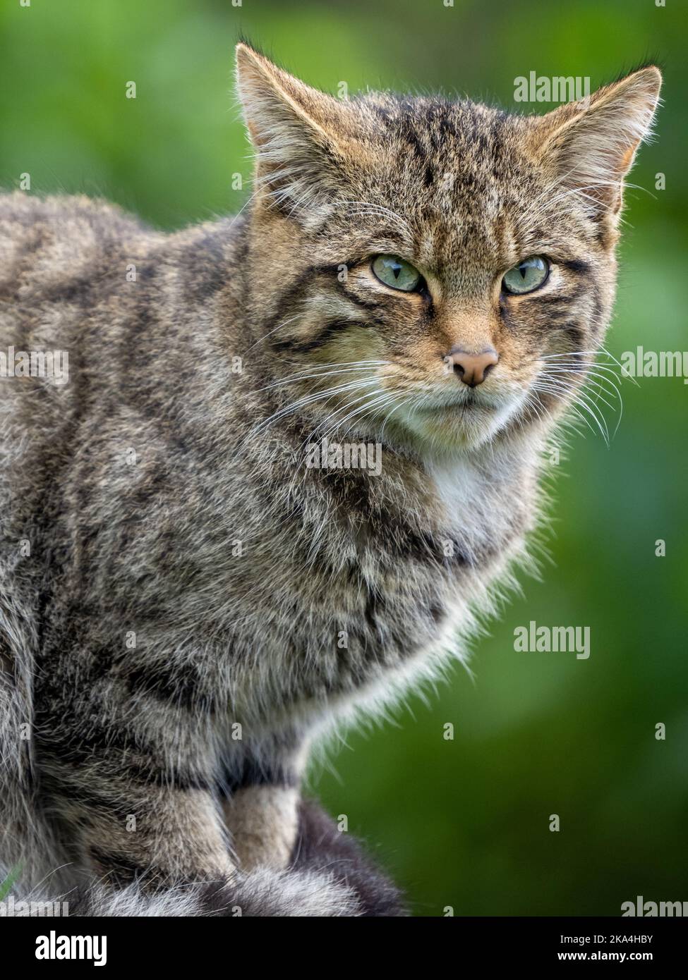 Female Scottish Wildcat Stock Photo - Alamy