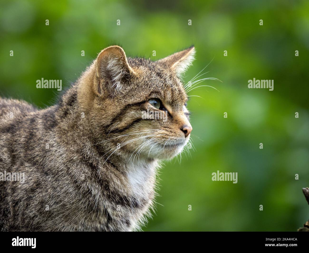 Female Scottish Wildcat Stock Photo - Alamy