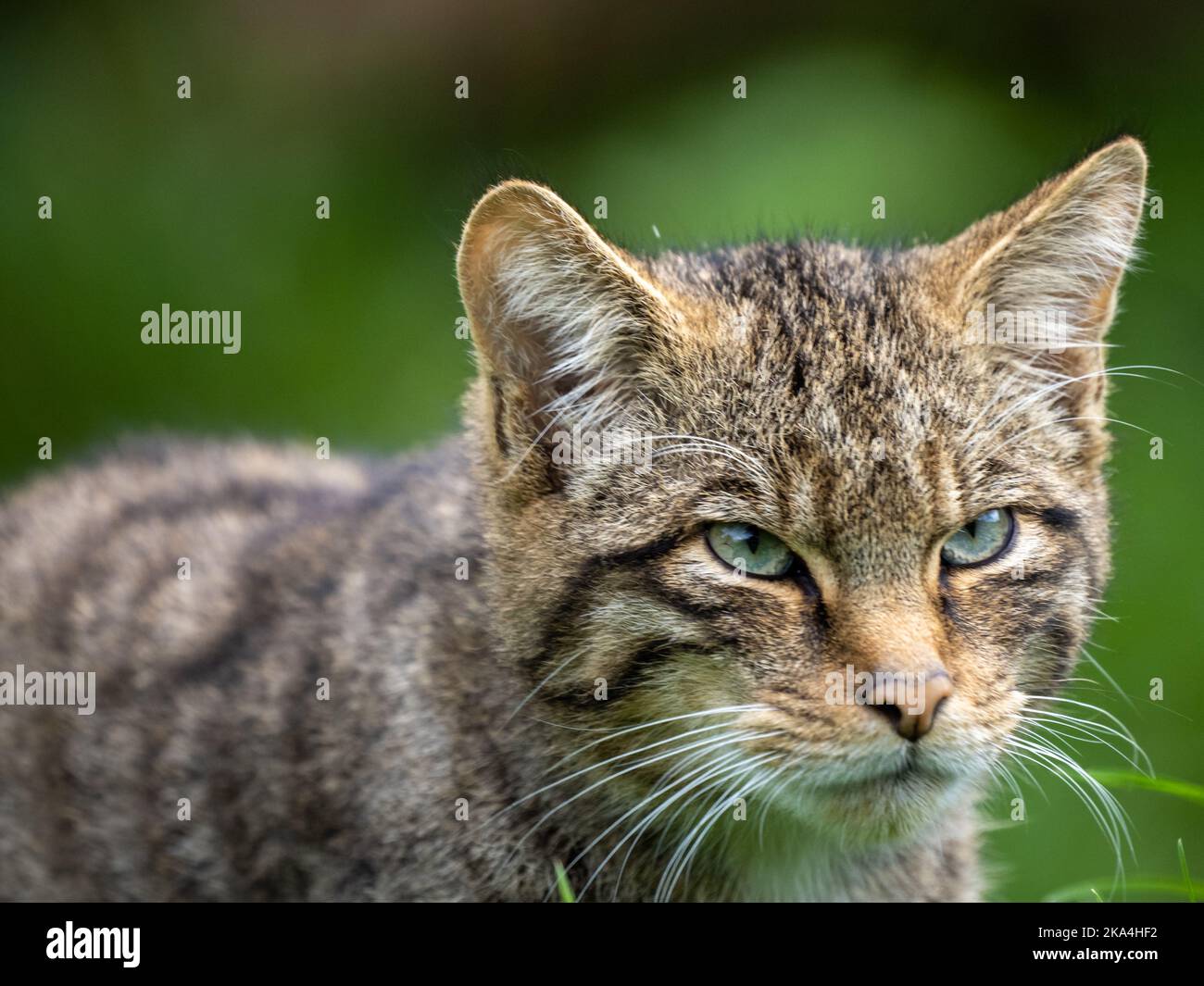 Female Scottish Wildcat Stock Photo - Alamy