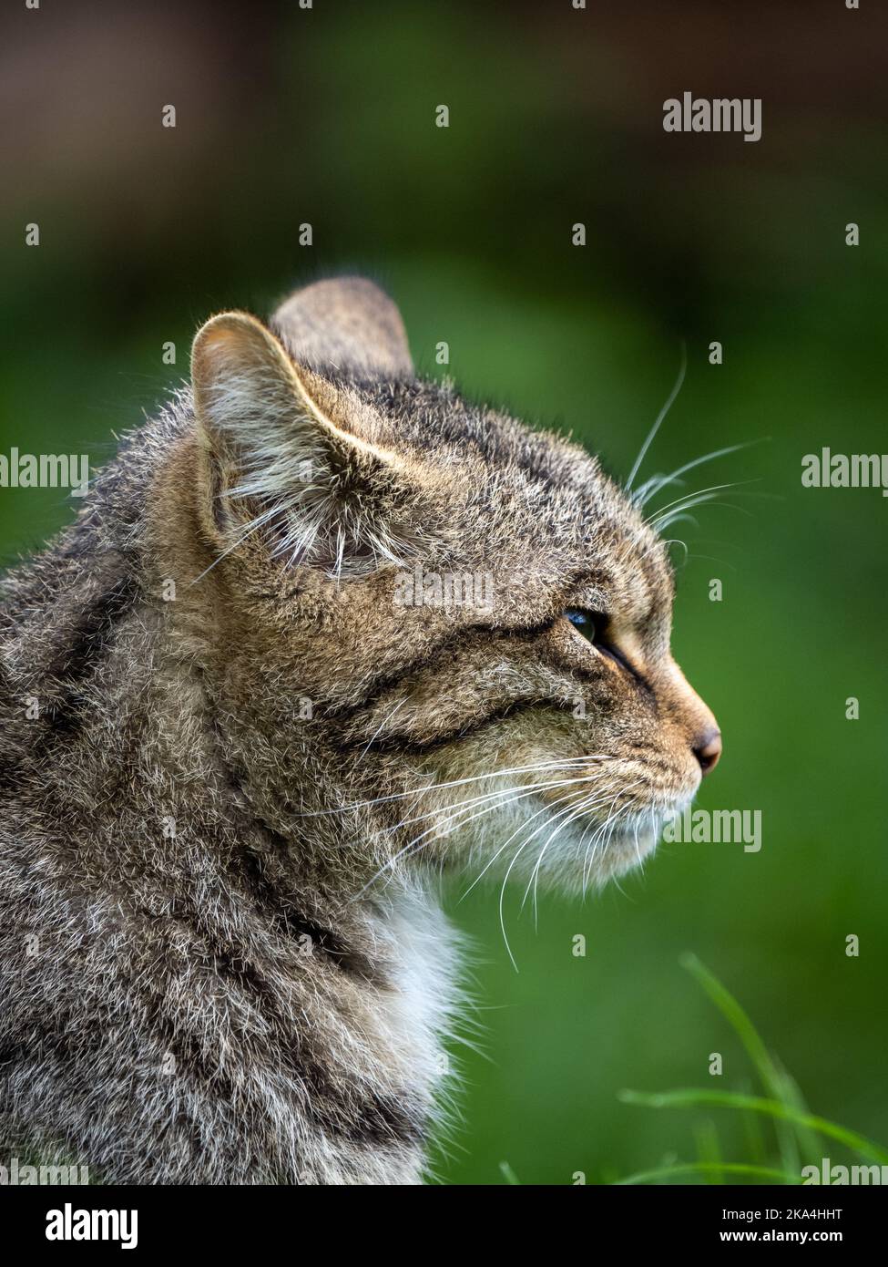 Female Scottish Wildcat Stock Photo - Alamy