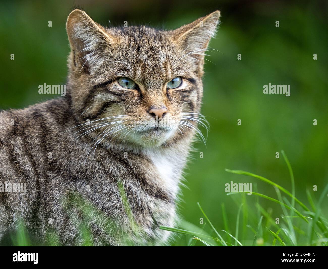 Female Scottish Wildcat Stock Photo - Alamy