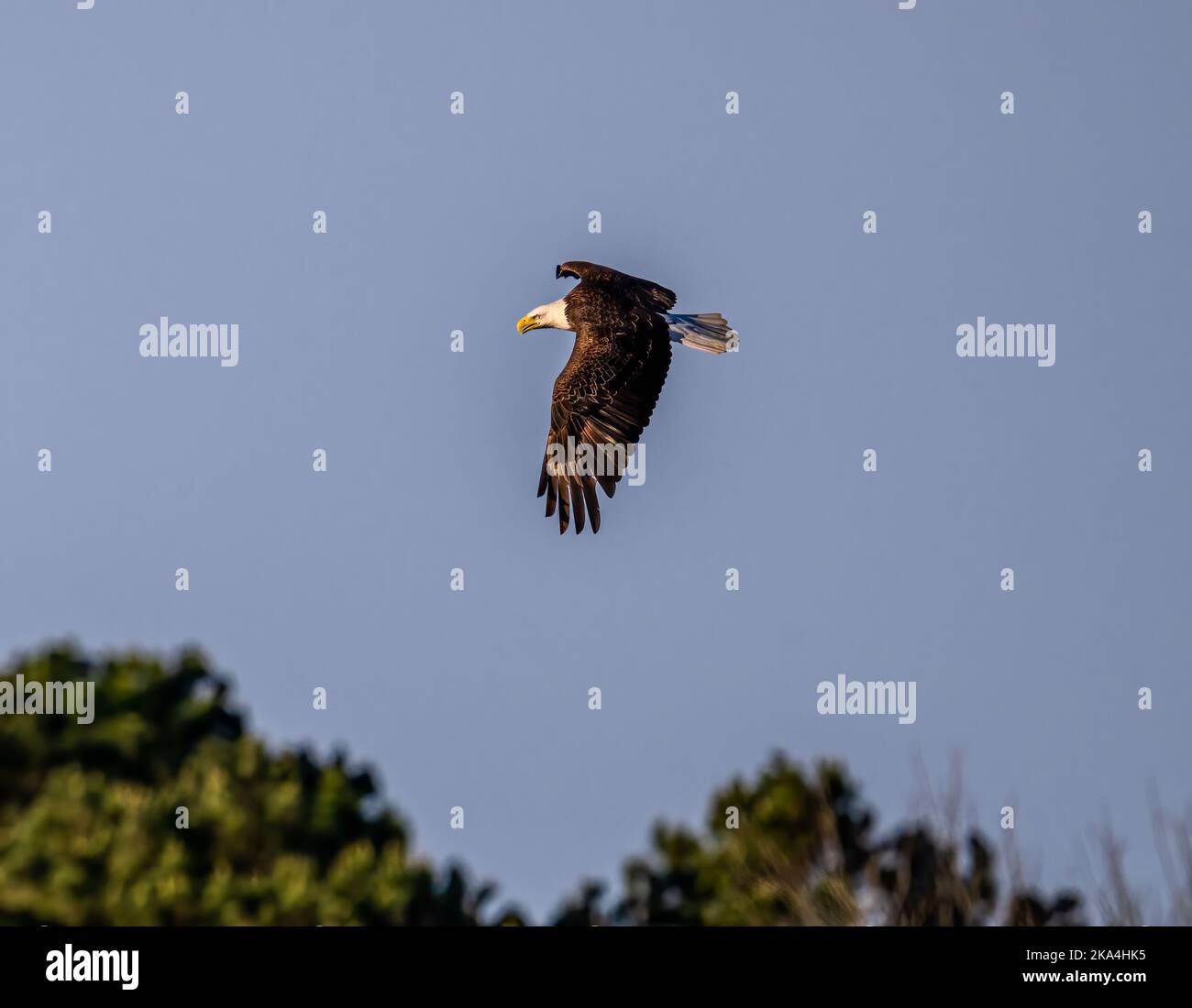 Bald eagle flying over trees hi-res stock photography and images - Alamy