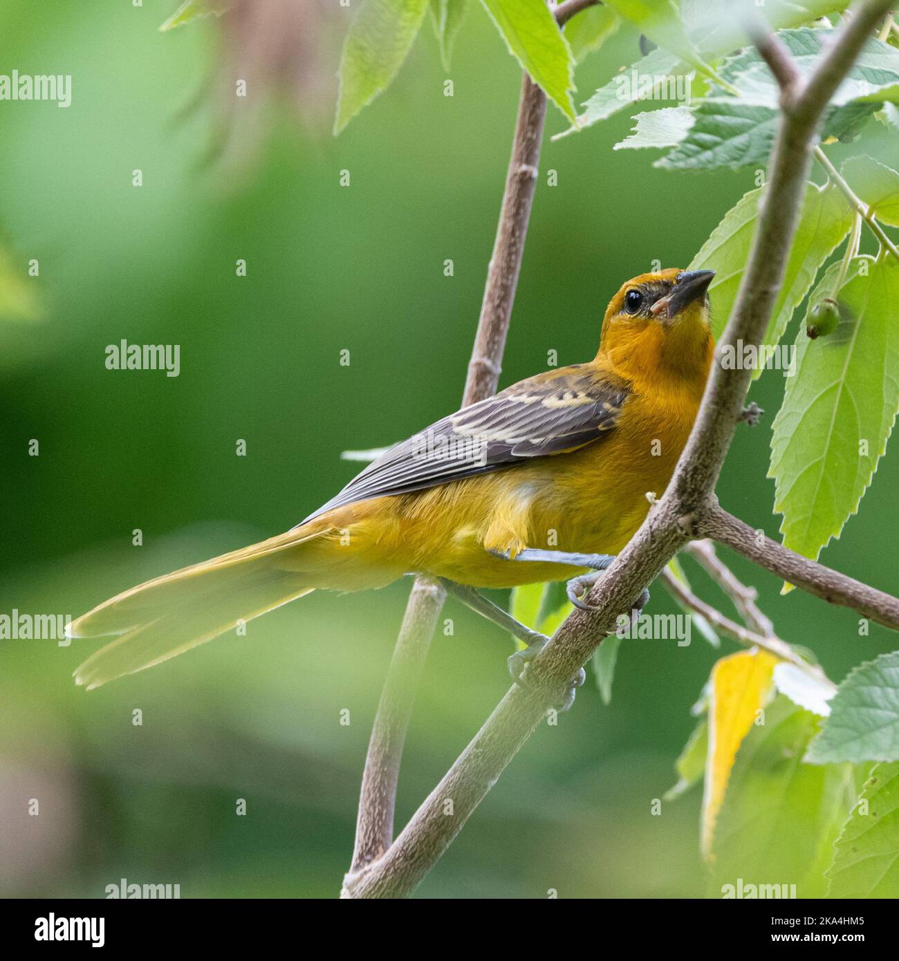 Female baltimore oriole bird hi-res stock photography and images - Alamy
