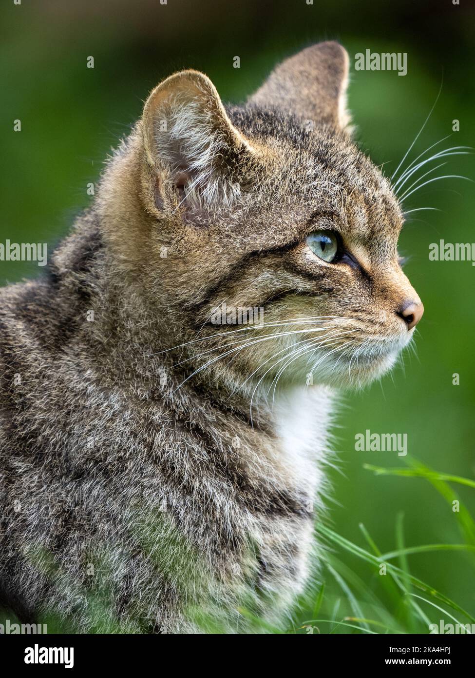 Female Scottish Wildcat Stock Photo - Alamy