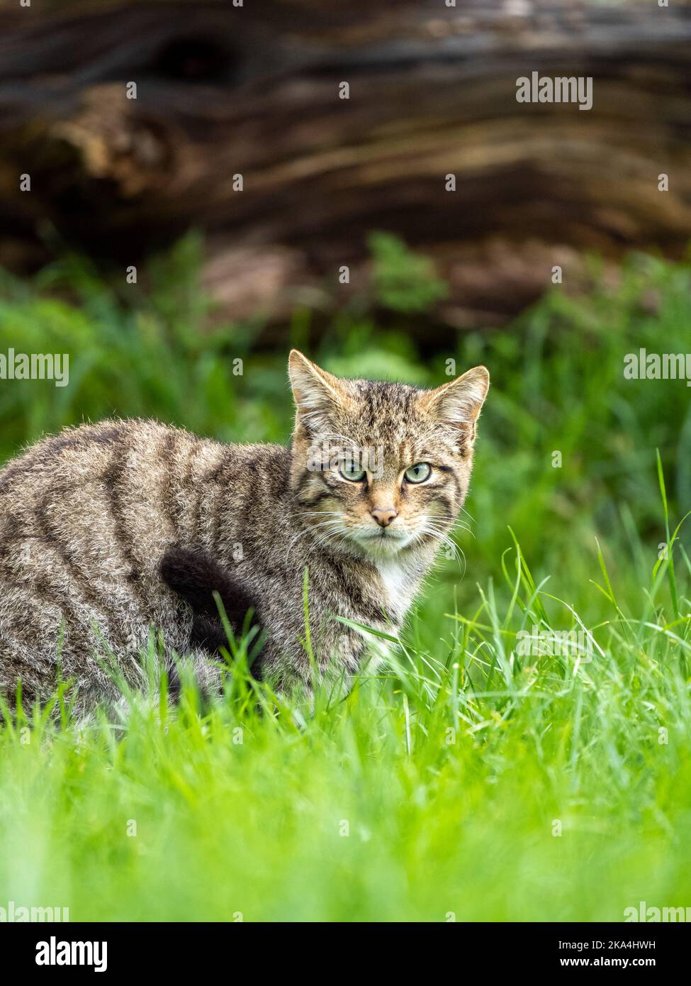 Female Scottish Wildcat Stock Photo - Alamy