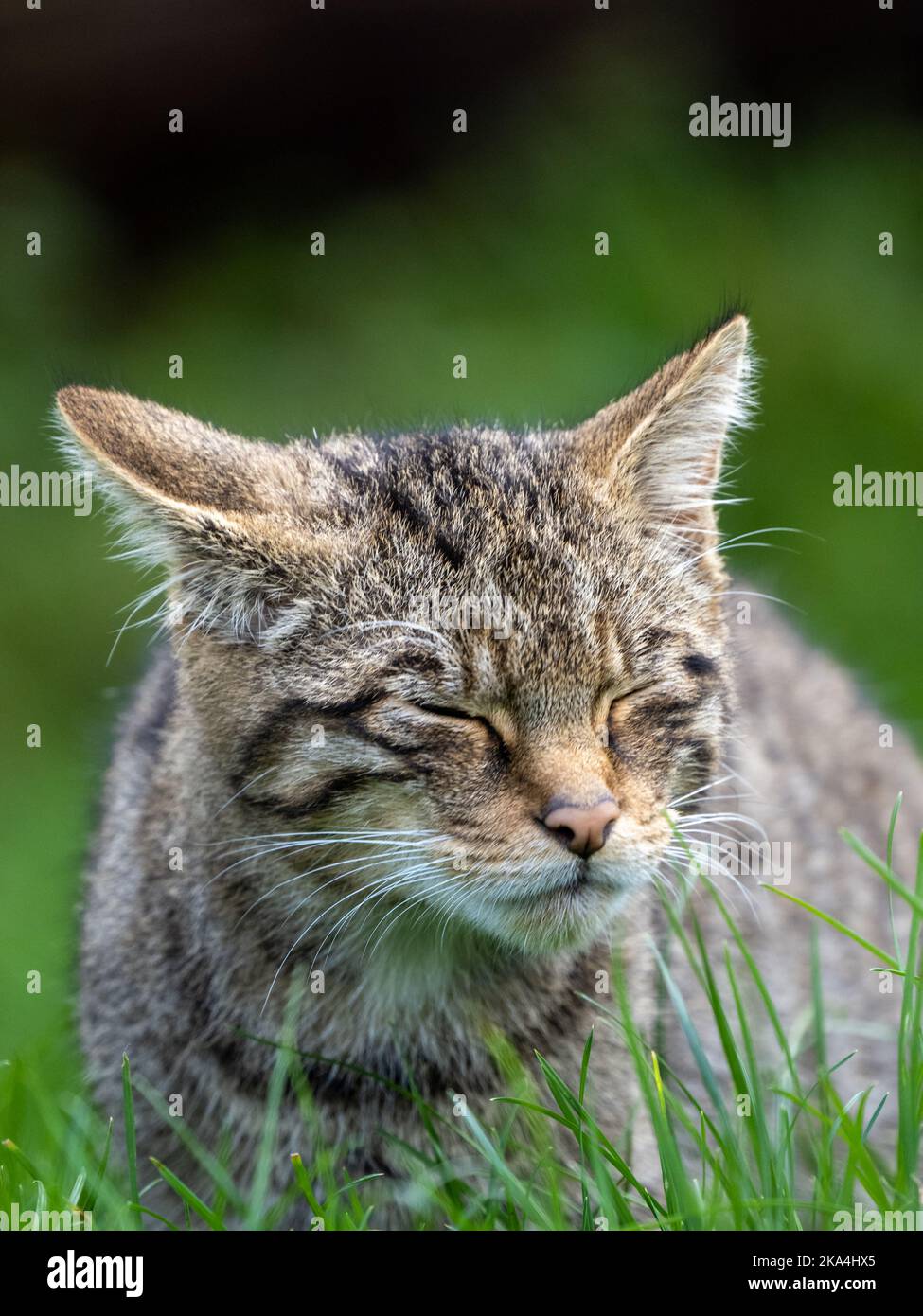 Female Scottish Wildcat Stock Photo - Alamy