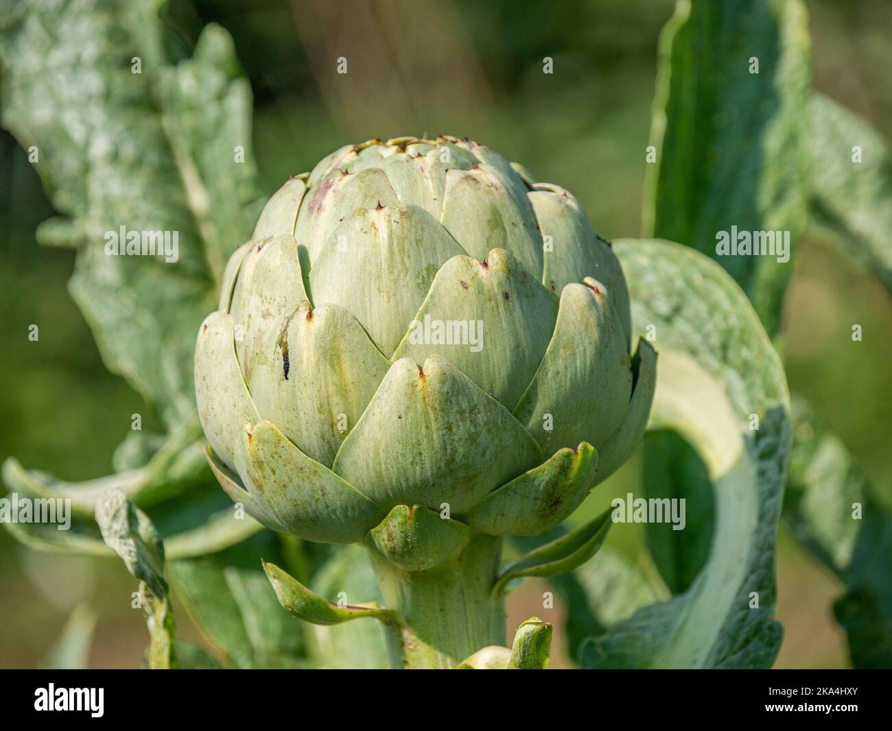 Photograph of a young artichoke in a French vegetable garden Stock ...