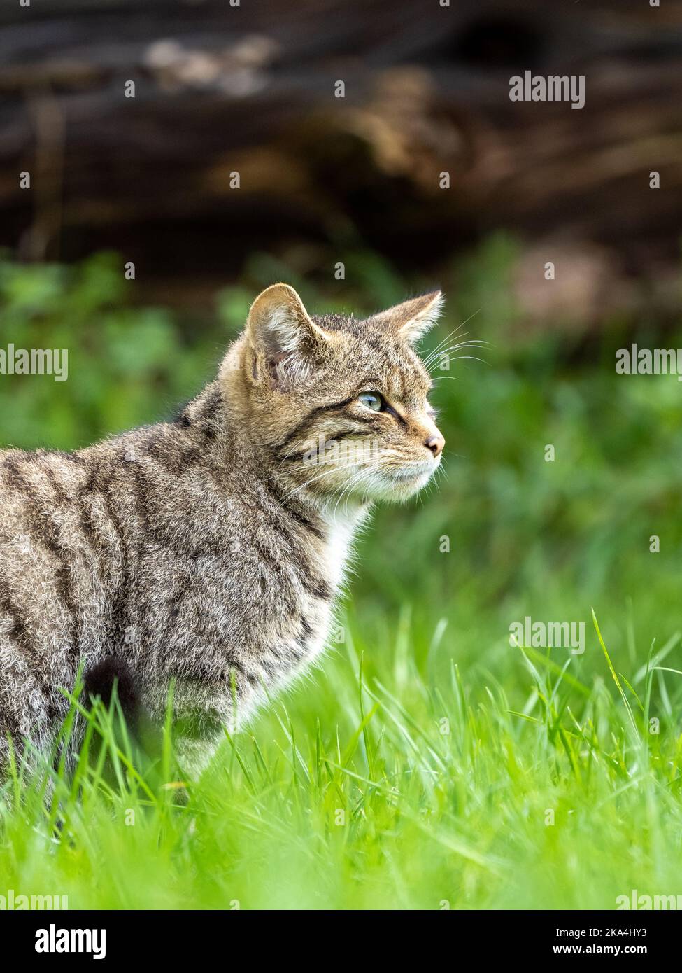 Female Scottish Wildcat Stock Photo - Alamy