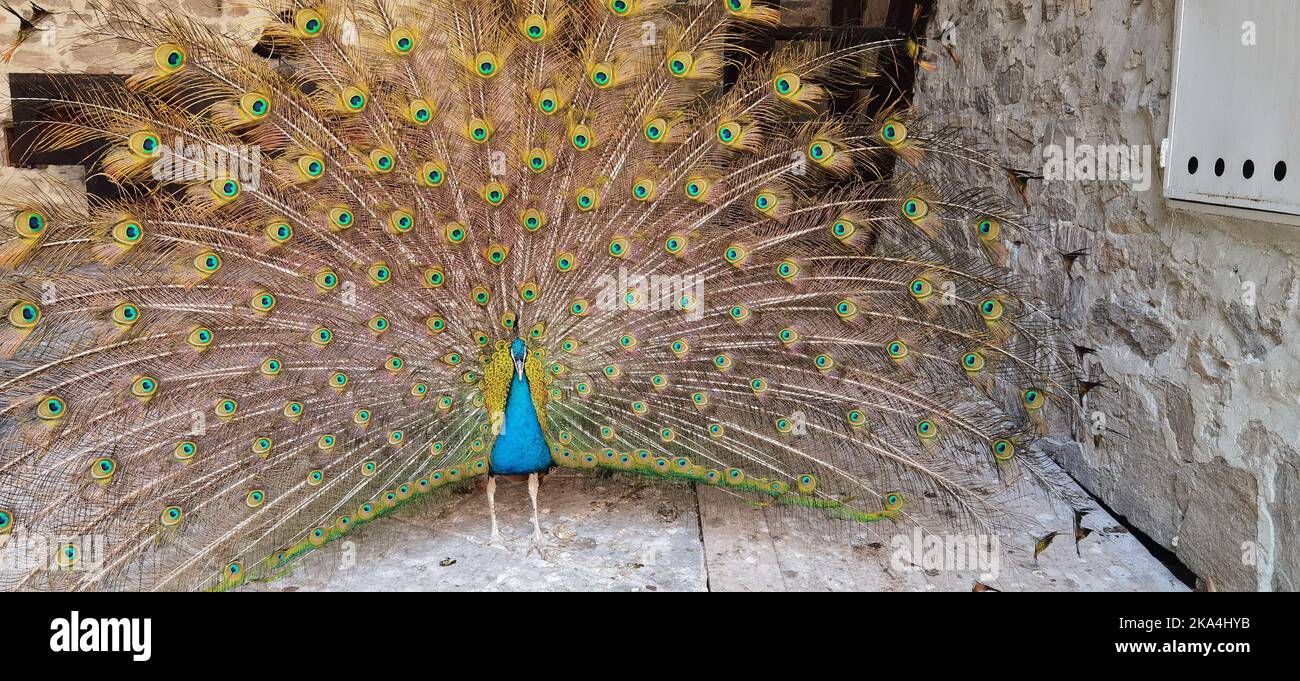 Tail spread out hi-res stock photography and images - Alamy