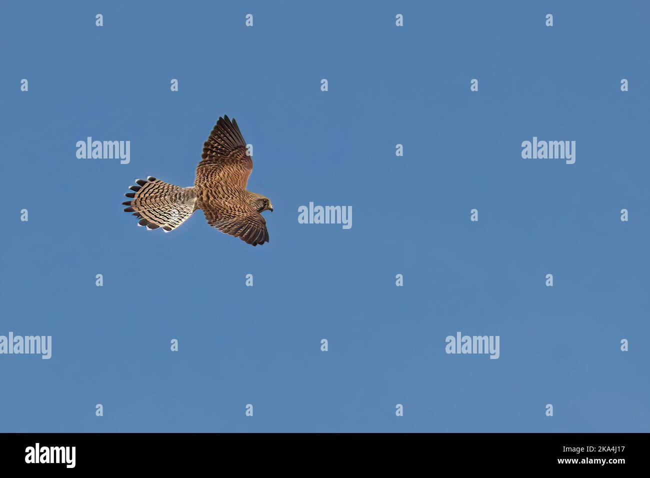 A beautiful view of a kestrel flying in a blue sky Stock Photo - Alamy