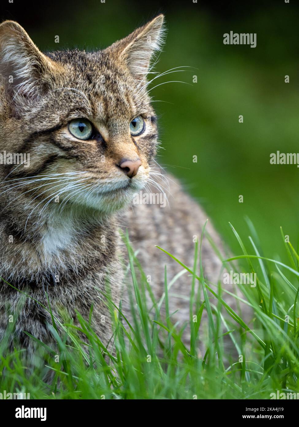 Female Scottish Wildcat Stock Photo - Alamy