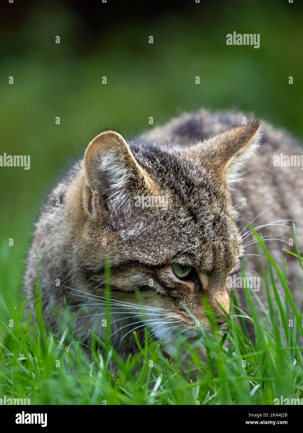 Female Scottish Wildcat Stock Photo - Alamy