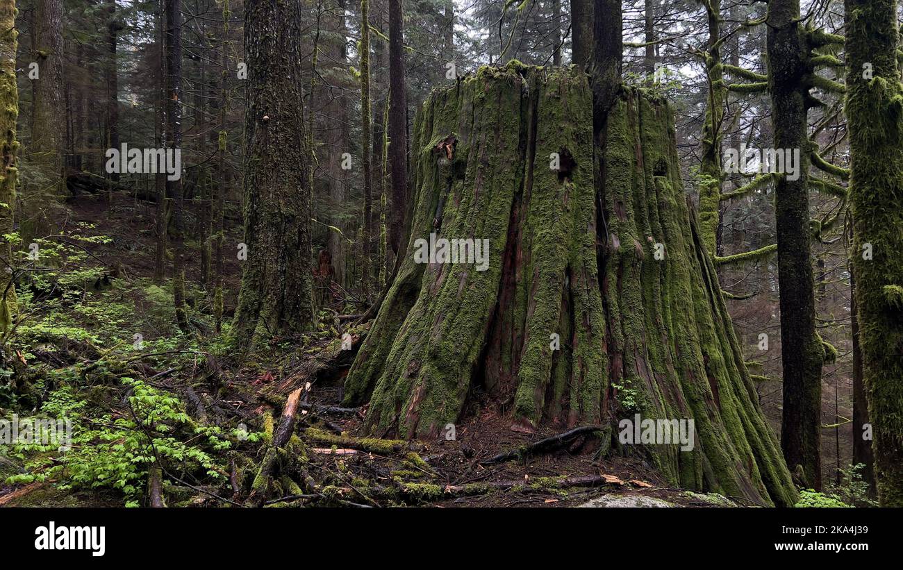 A big mossy tree stump in the green forest on a cloudy day Stock Photo ...