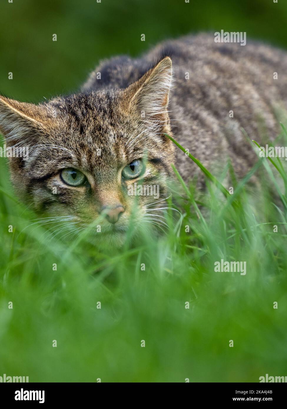 Female Scottish Wildcat Stock Photo - Alamy