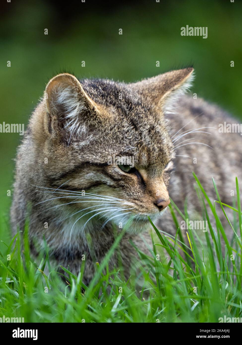 Female Scottish Wildcat Stock Photo - Alamy