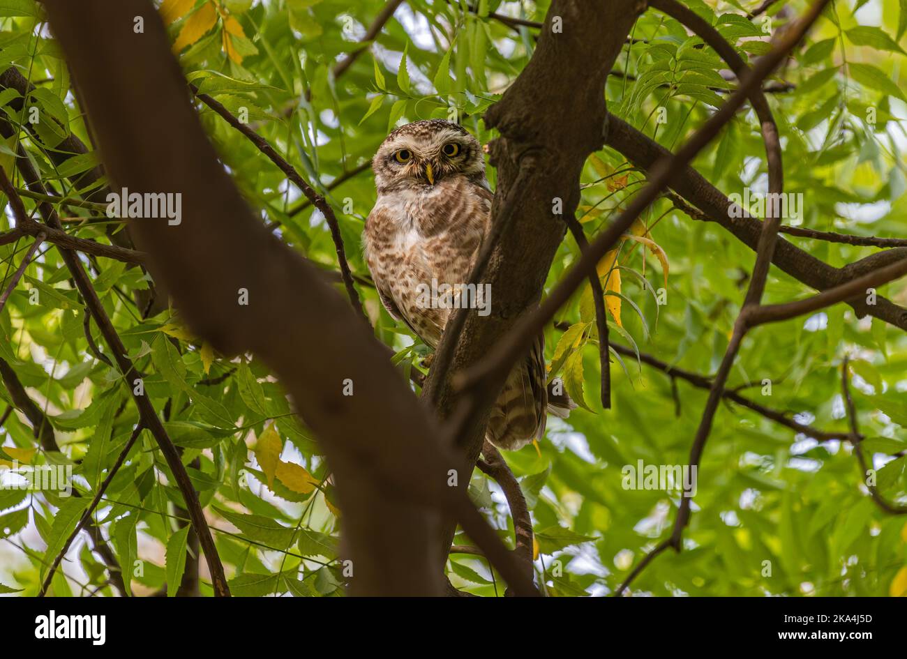 A beautiful Spotted Owl hidden in a tree in a forest Stock Photo - Alamy