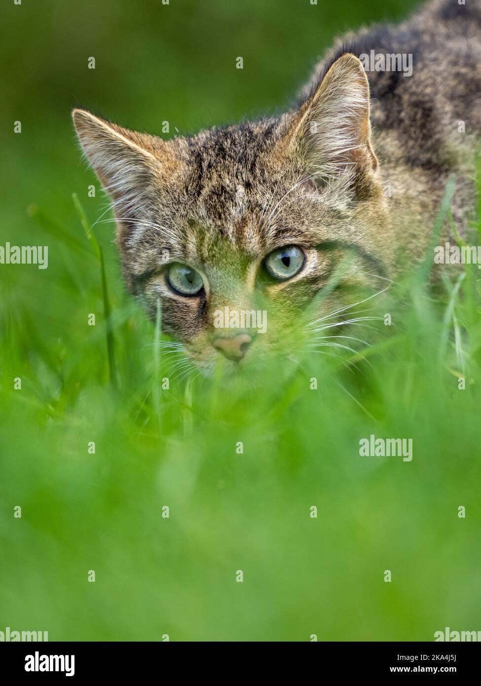 Female Scottish Wildcat Stock Photo - Alamy