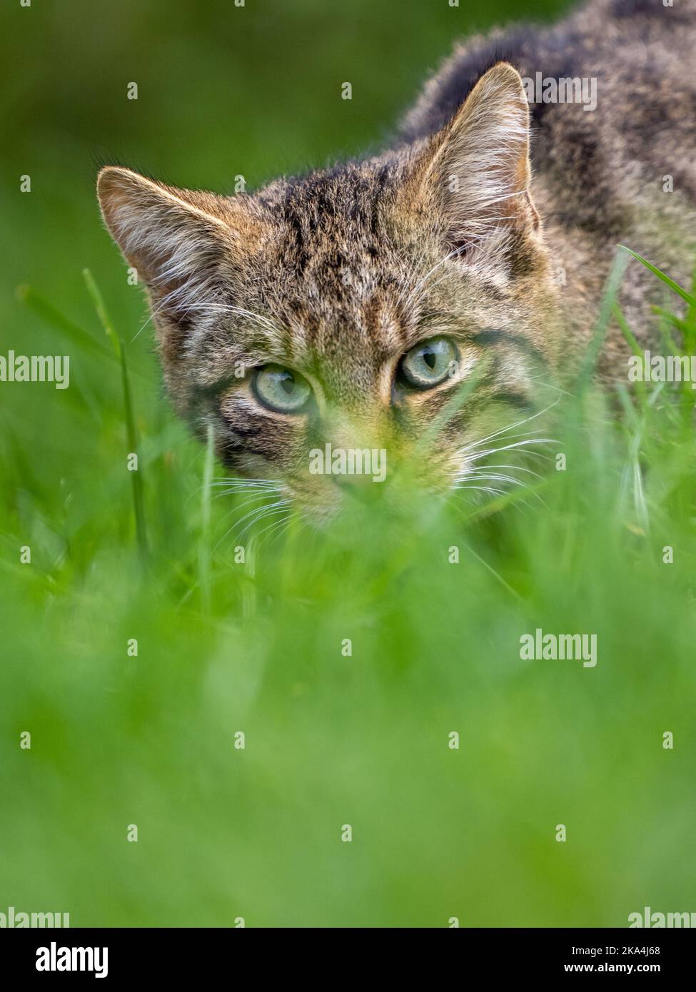 Female Scottish Wildcat Stock Photo - Alamy