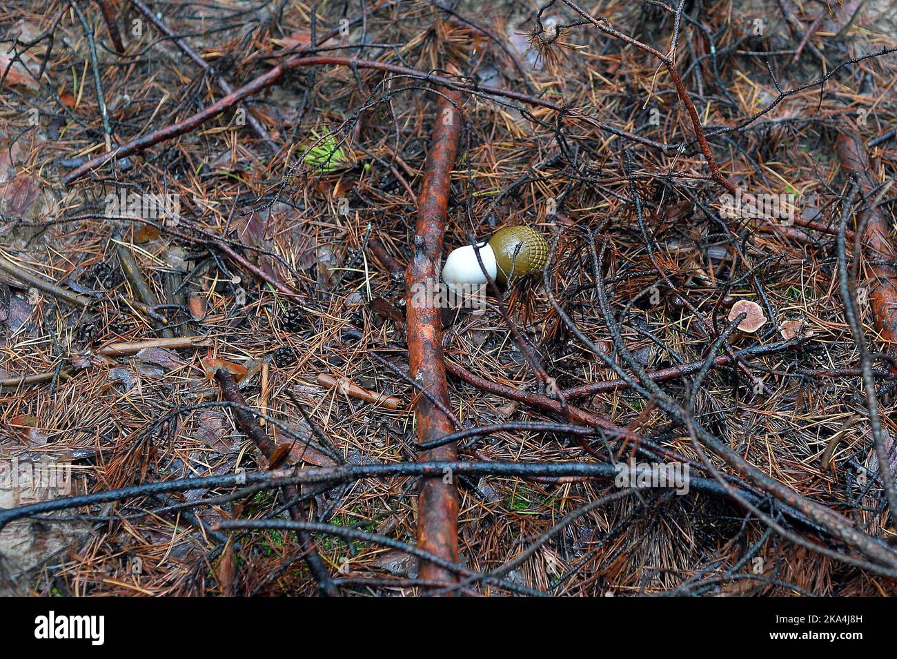 Non Exclusive: KHARKIV REGION, UKRAINE - OCTOBER 26, 2022 - An RGO hand ...