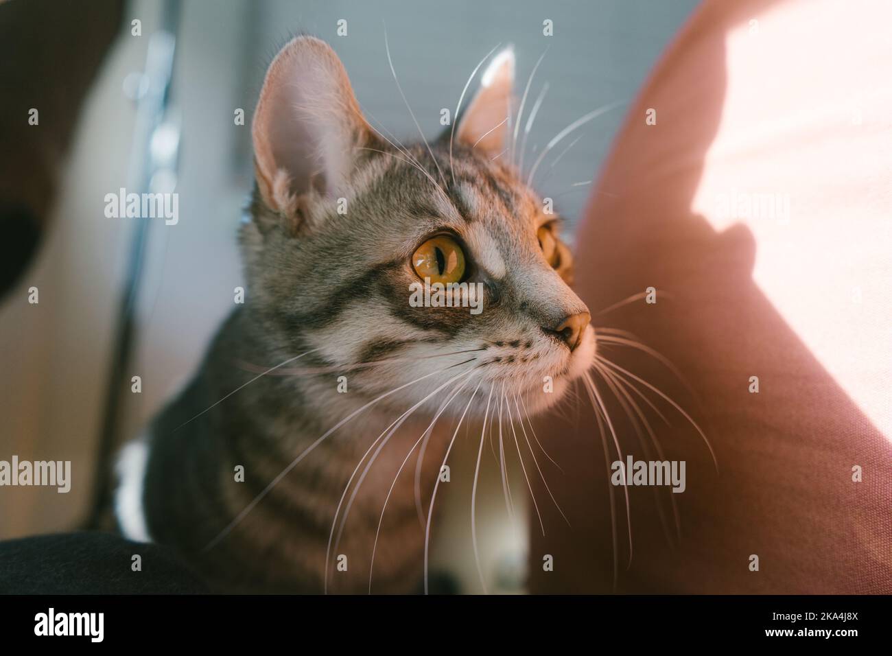 A closeup shot of gray cat with stripes looking side Stock Photo - Alamy
