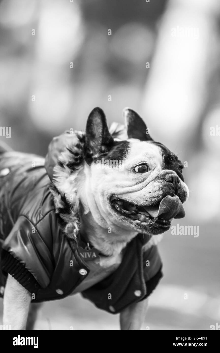 lovely French bulldog play and pose in the forest Stock Photo - Alamy