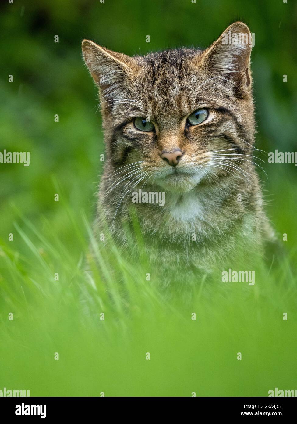 Female Scottish Wildcat Stock Photo - Alamy
