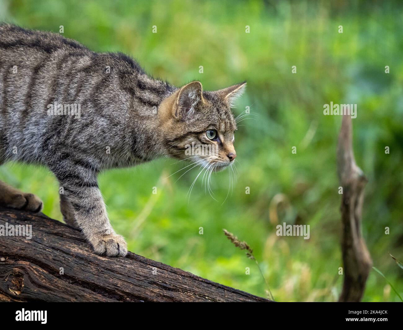 Female Scottish Wildcat Stock Photo - Alamy