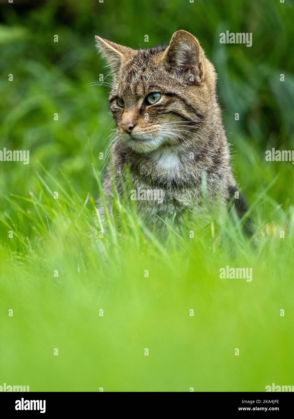 Female Scottish Wildcat Stock Photo - Alamy