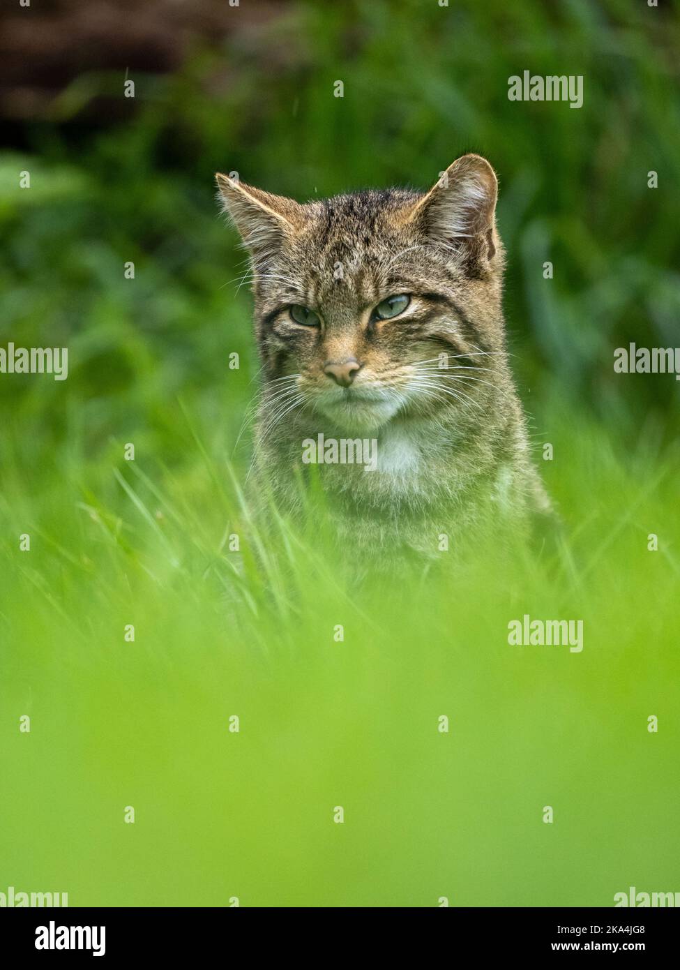 Female Scottish Wildcat Stock Photo - Alamy