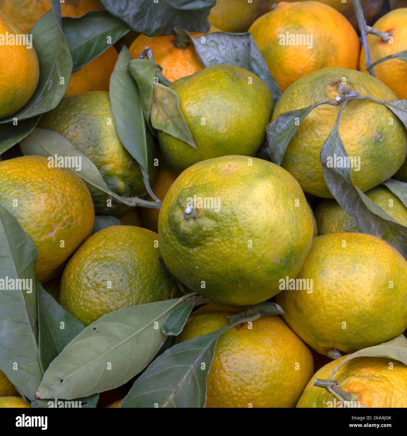 Closeup of fresh Mandarin fruits (Citrus reticulata) in a market Stock ...