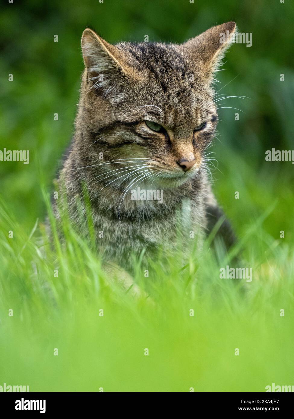 Female Scottish Wildcat Stock Photo - Alamy