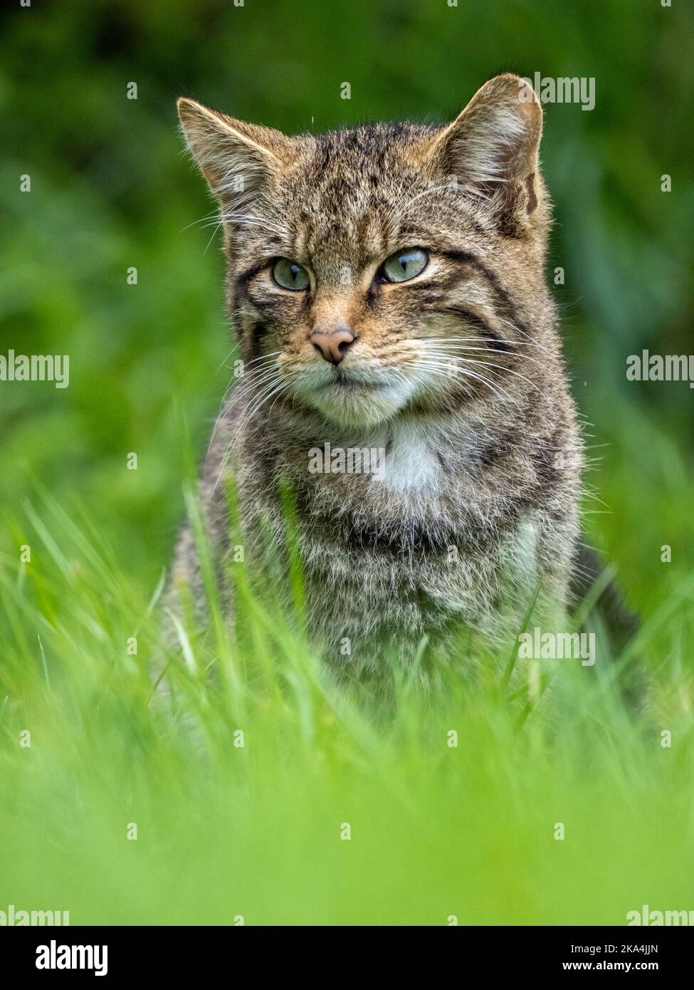Female Scottish Wildcat Stock Photo - Alamy