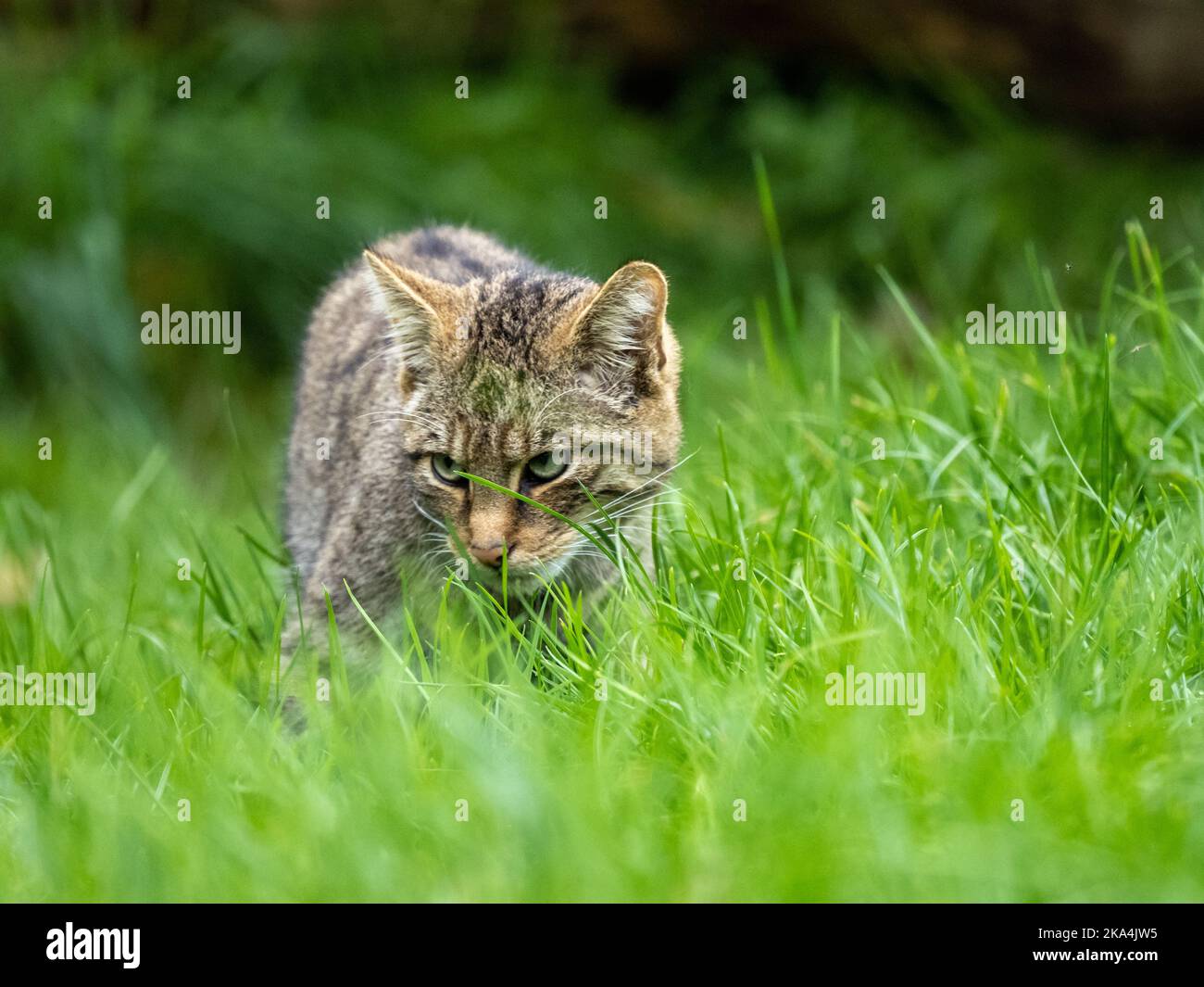Female Scottish Wildcat Stock Photo - Alamy