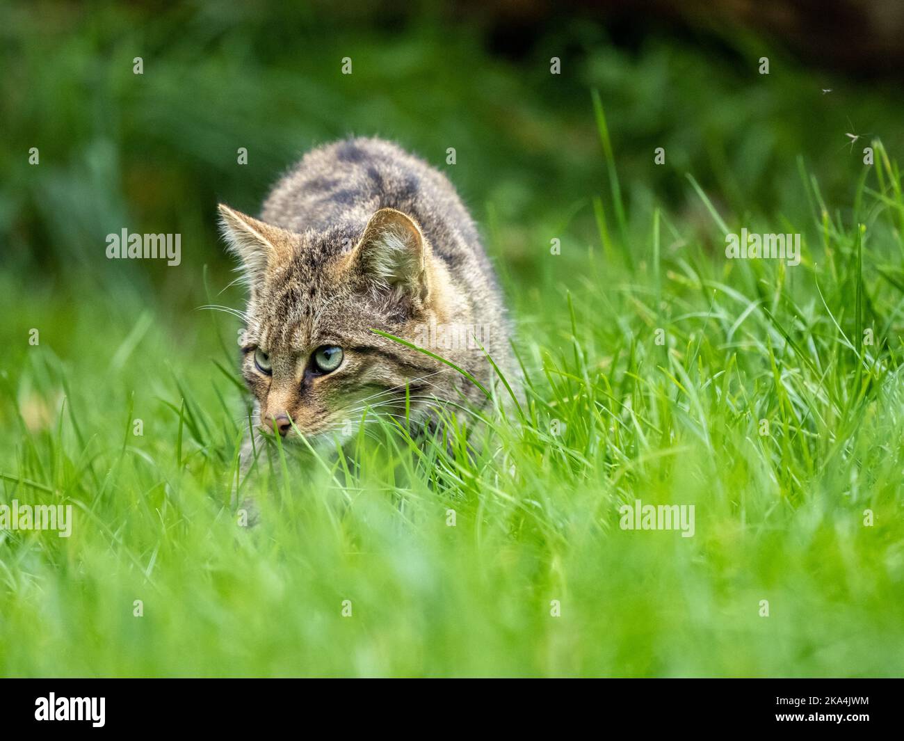 Female Scottish Wildcat Stock Photo - Alamy