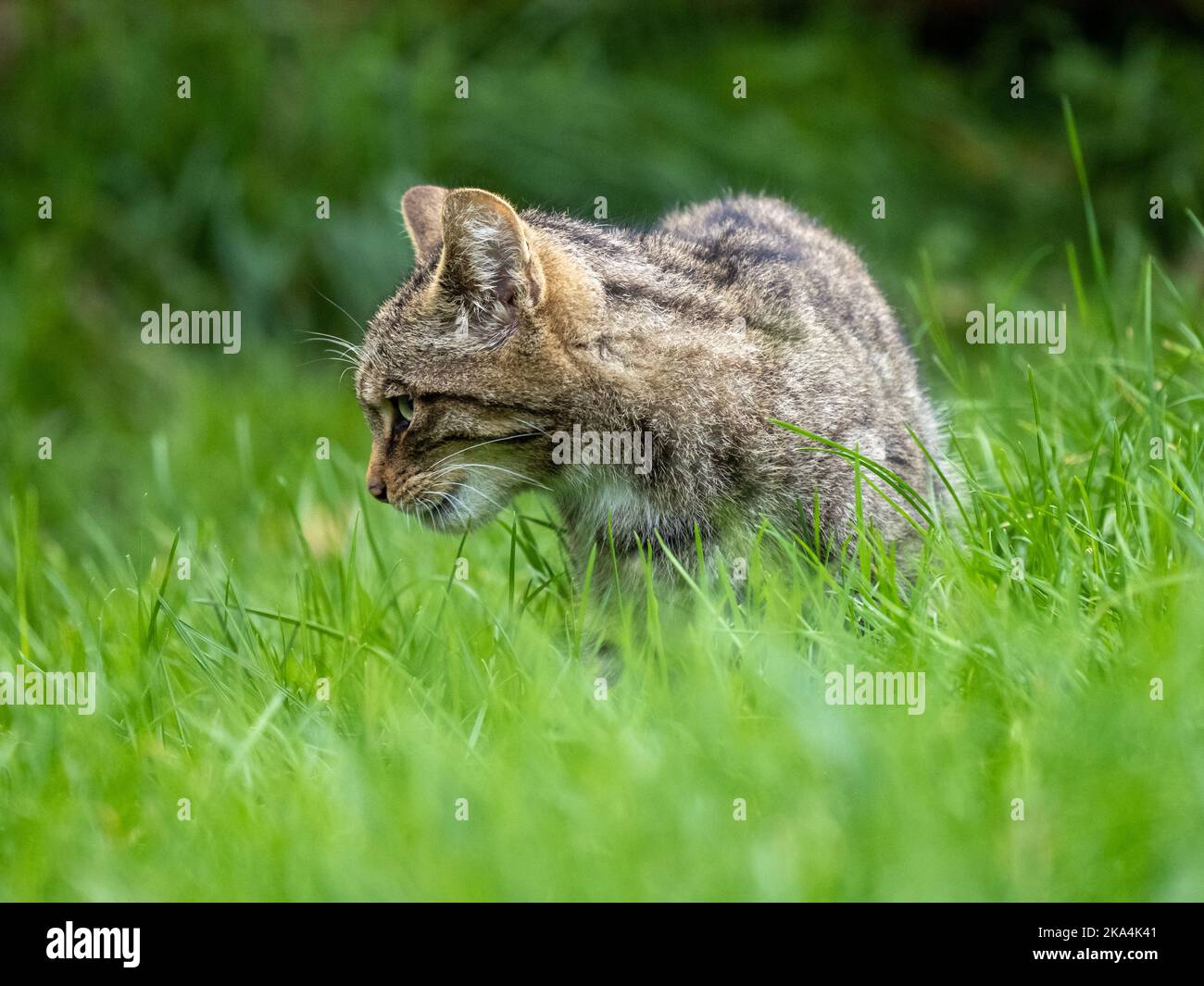 Female Scottish Wildcat Stock Photo - Alamy