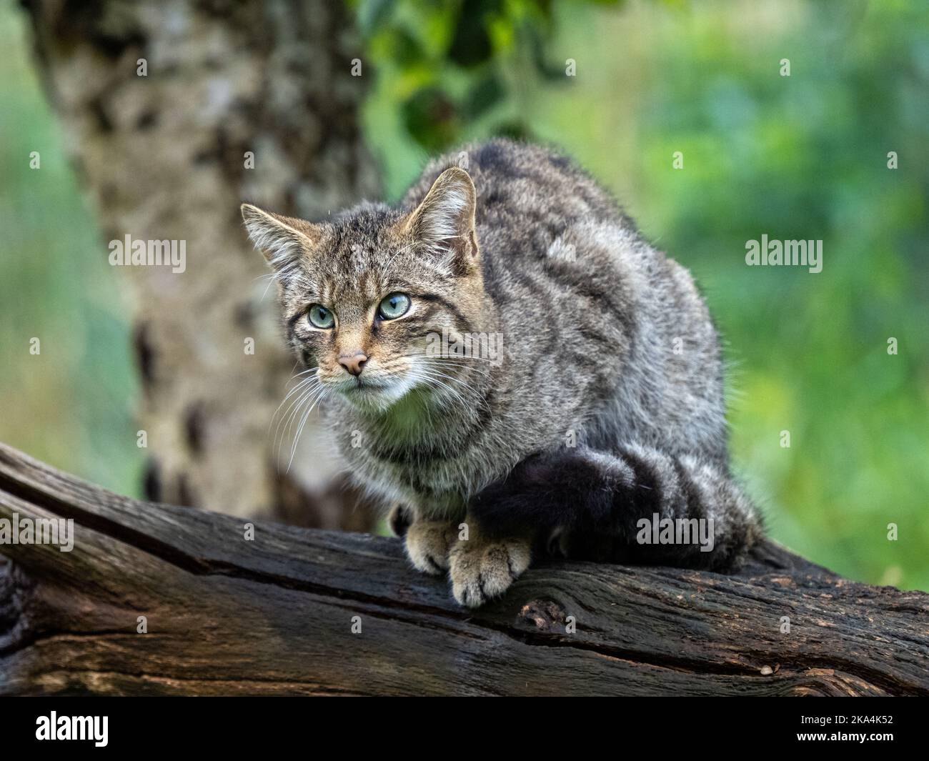 Female Scottish Wildcat Stock Photo - Alamy