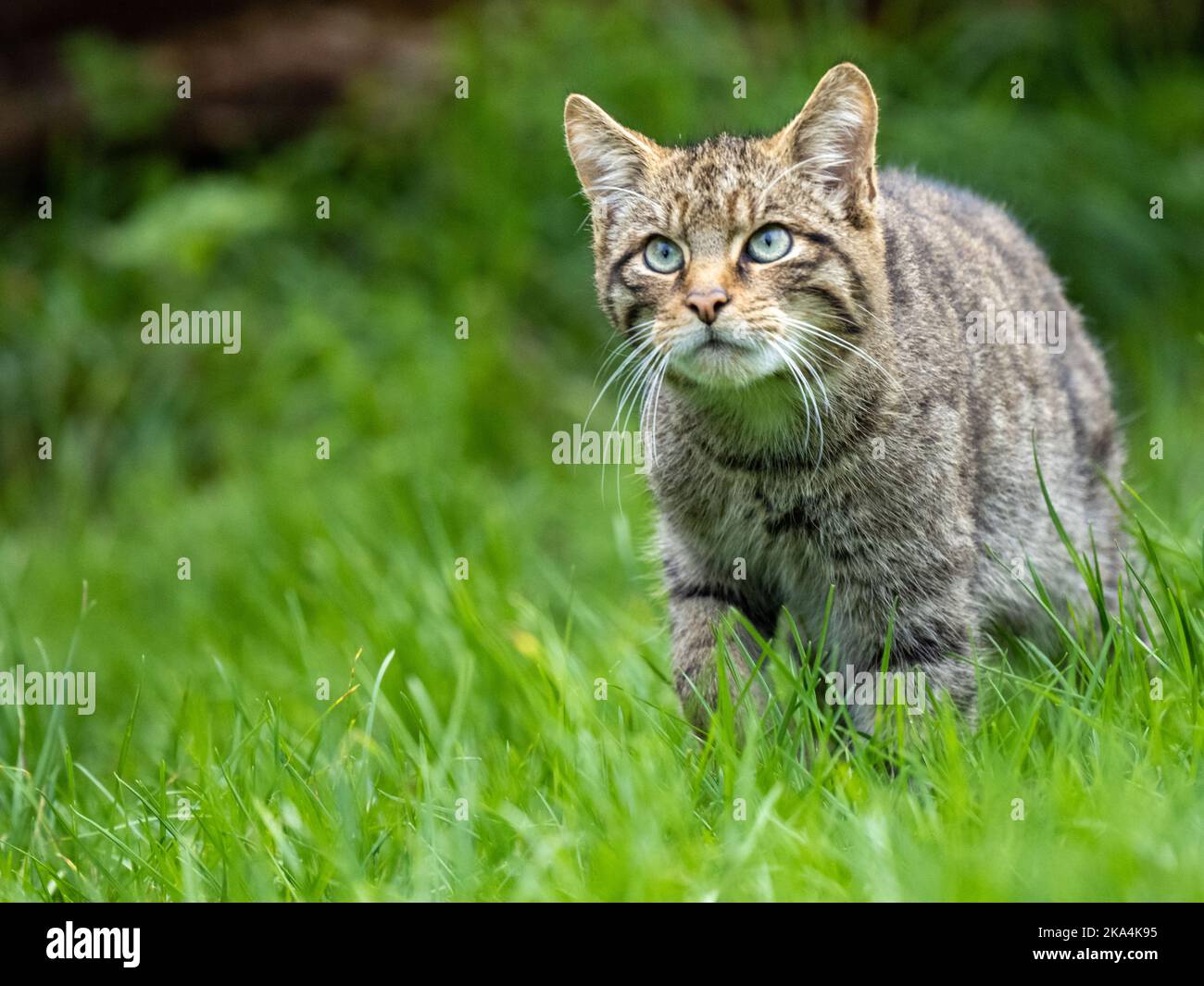 Female Scottish Wildcat Stock Photo - Alamy