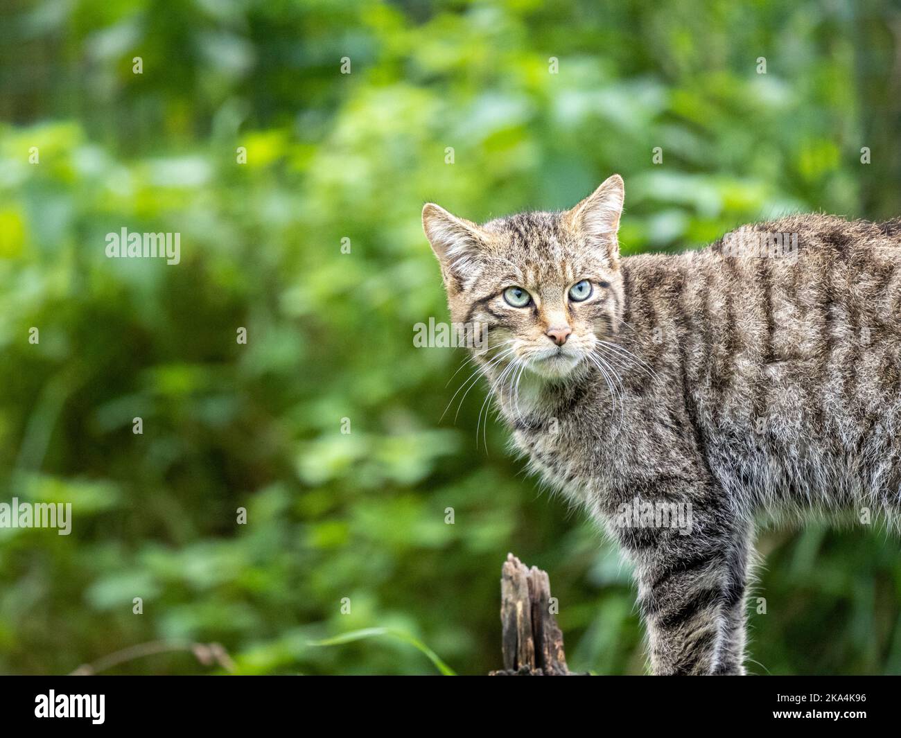 Female Scottish Wildcat Stock Photo - Alamy