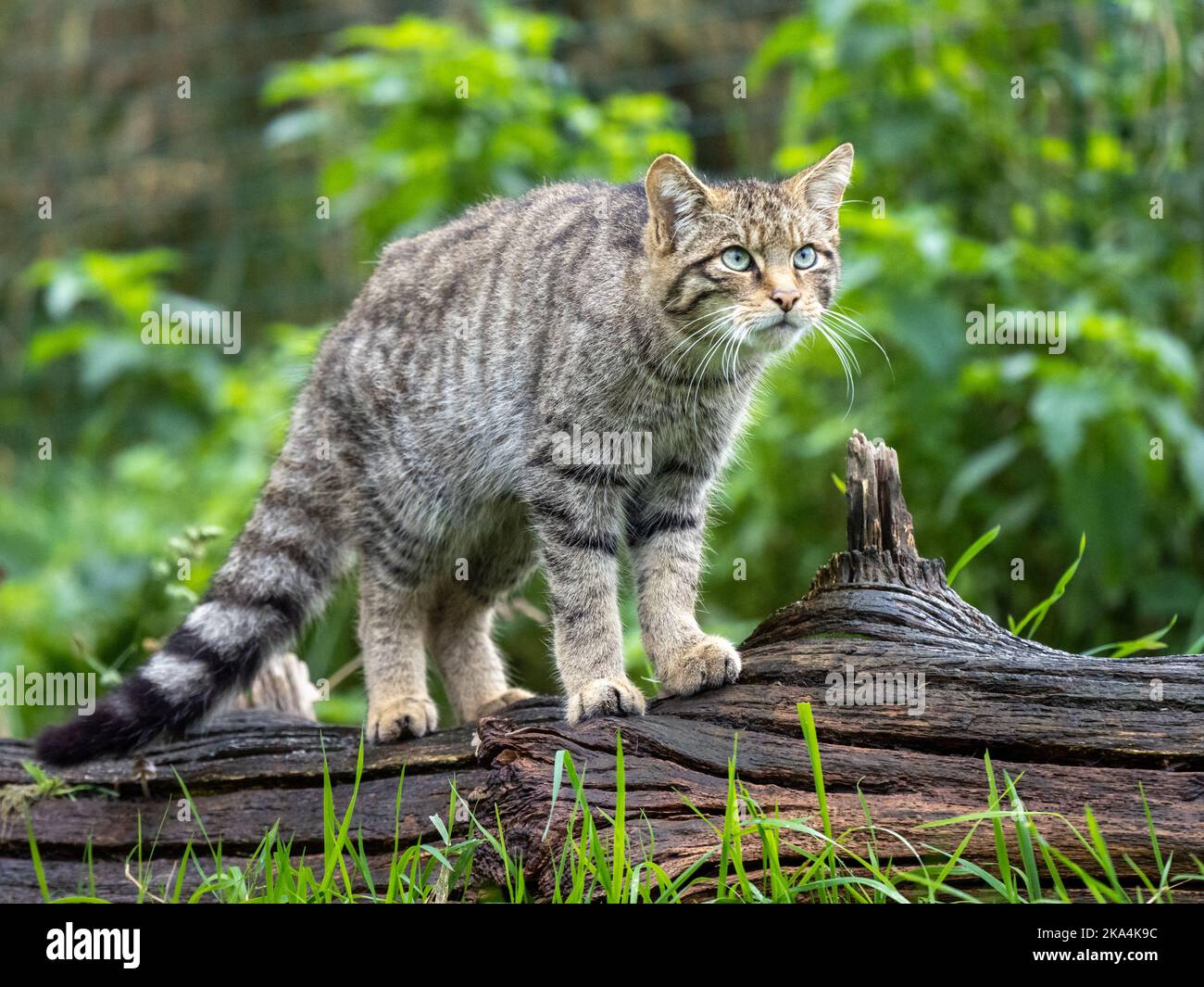 Female Scottish Wildcat Stock Photo - Alamy