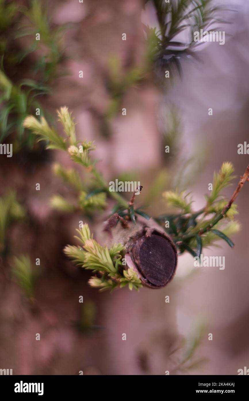 Cutted branch hi-res stock photography and images - Alamy