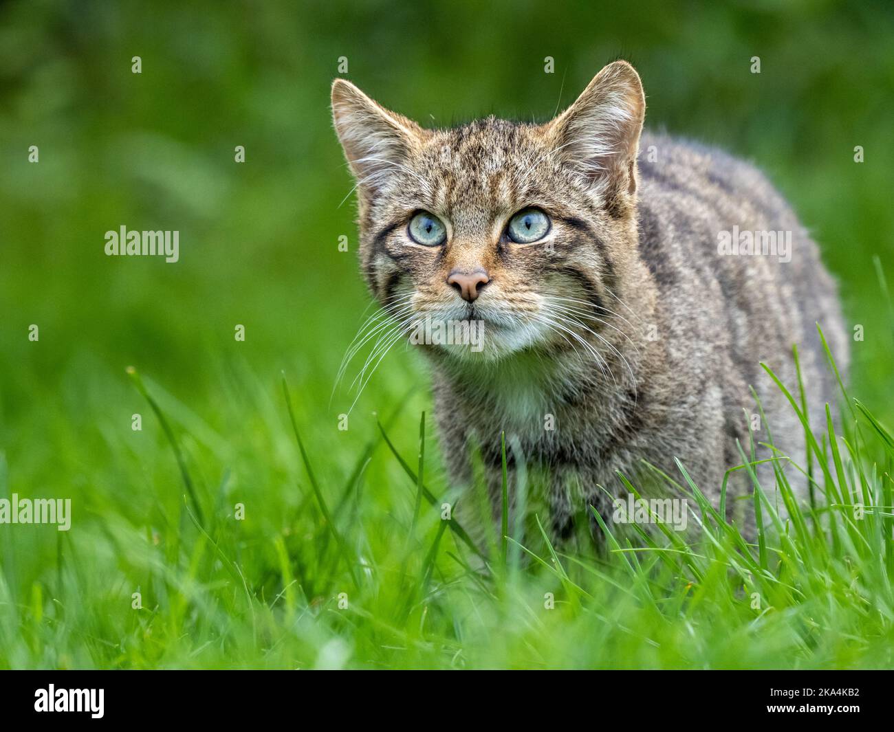 Female Scottish Wildcat Stock Photo - Alamy