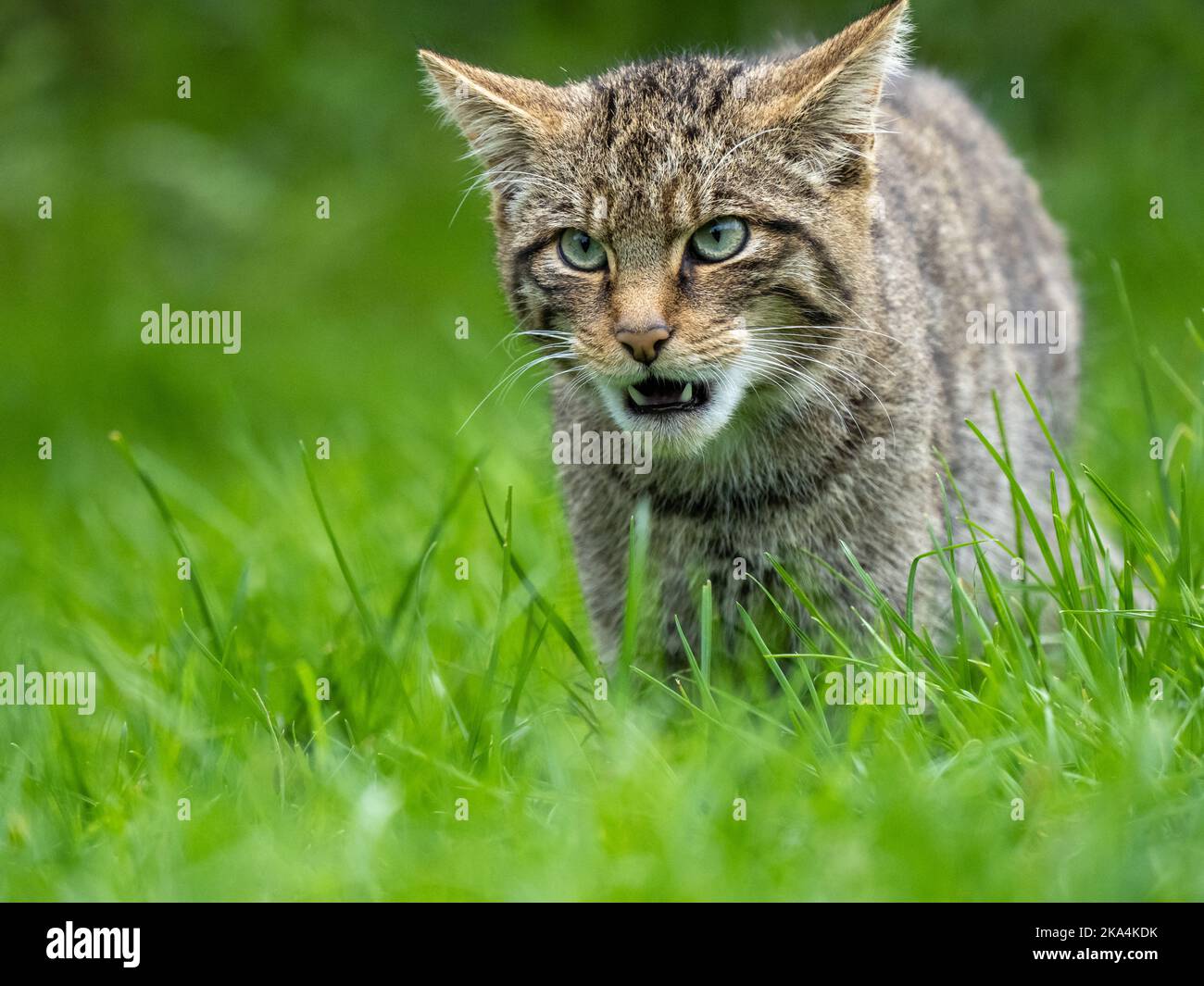 Female Scottish Wildcat Stock Photo - Alamy