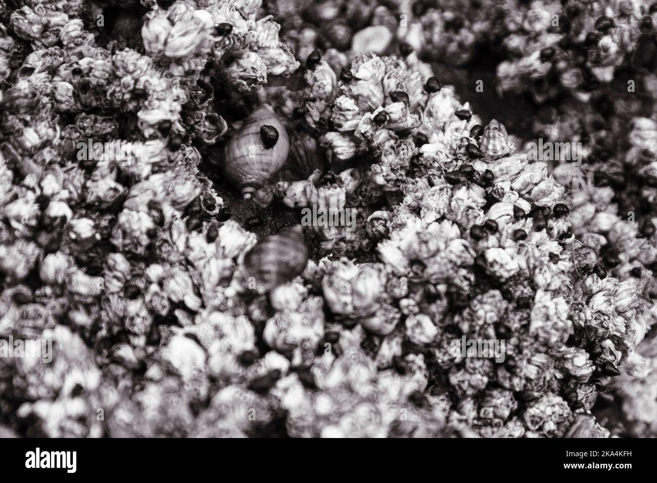 closeup on barnacles and sea snails during low tide. You can see the ...