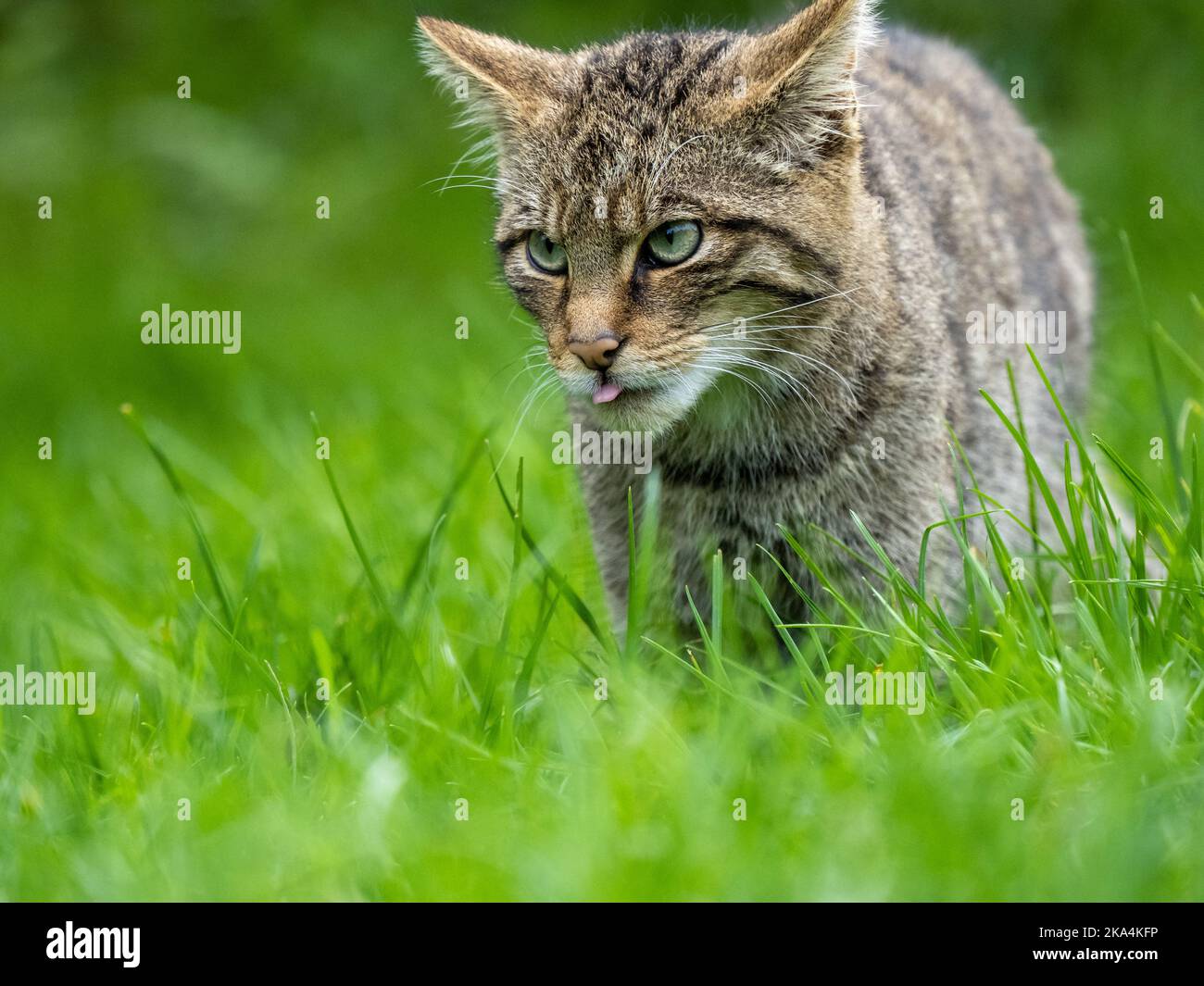 Female Scottish Wildcat Stock Photo - Alamy