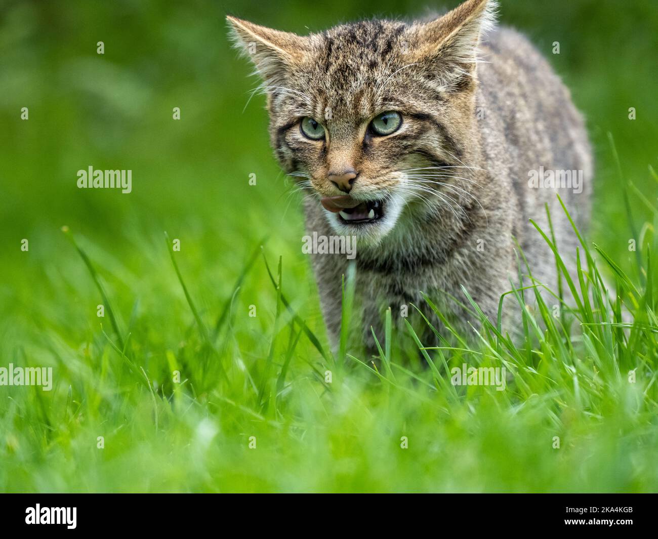 Female Scottish Wildcat Stock Photo - Alamy
