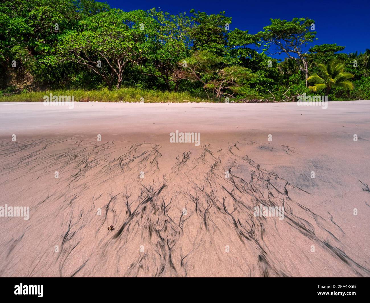 The Playa Barrigona beach with trees in the background in Costa Rica ...
