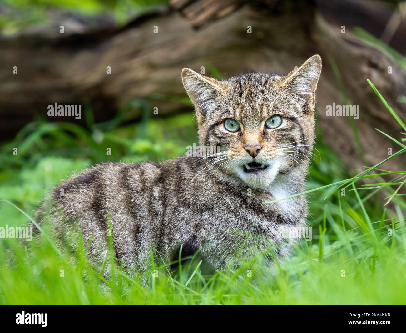 Female Scottish Wildcat Stock Photo - Alamy
