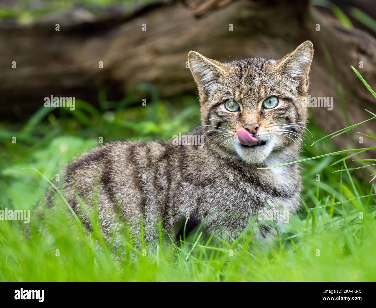 Female Scottish Wildcat Stock Photo - Alamy