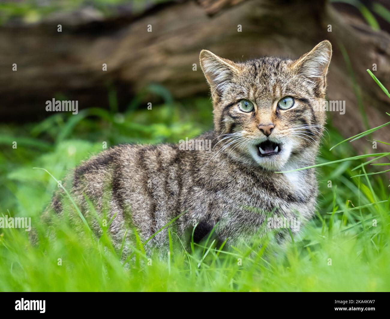 Female Scottish Wildcat Stock Photo - Alamy